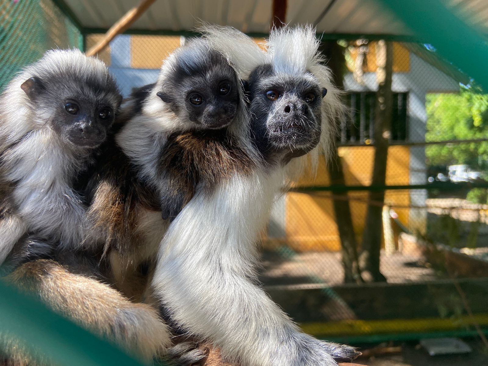 El mono Tití cabeciblanco no es una mascota, está en peligro crítico de ...
